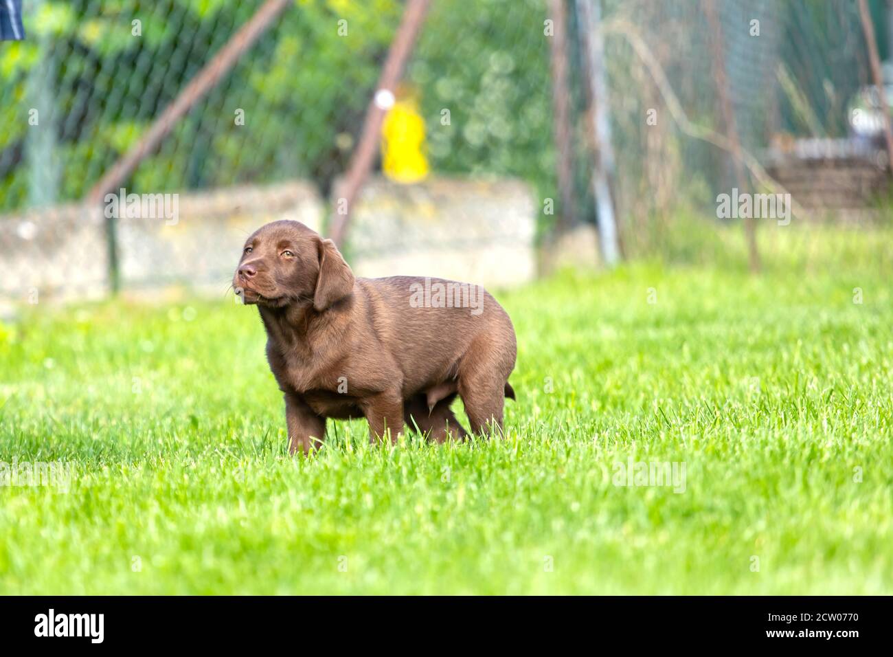 Little dog playing in nature Stock Photo - Alamy