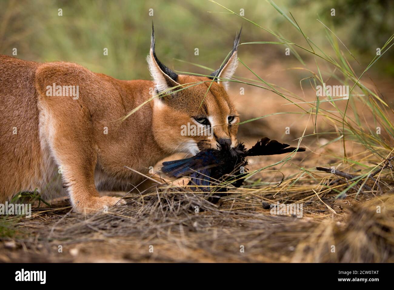 Caracal, caracal caracal, Adult with a Kill, a Cape Glossy-starling ...