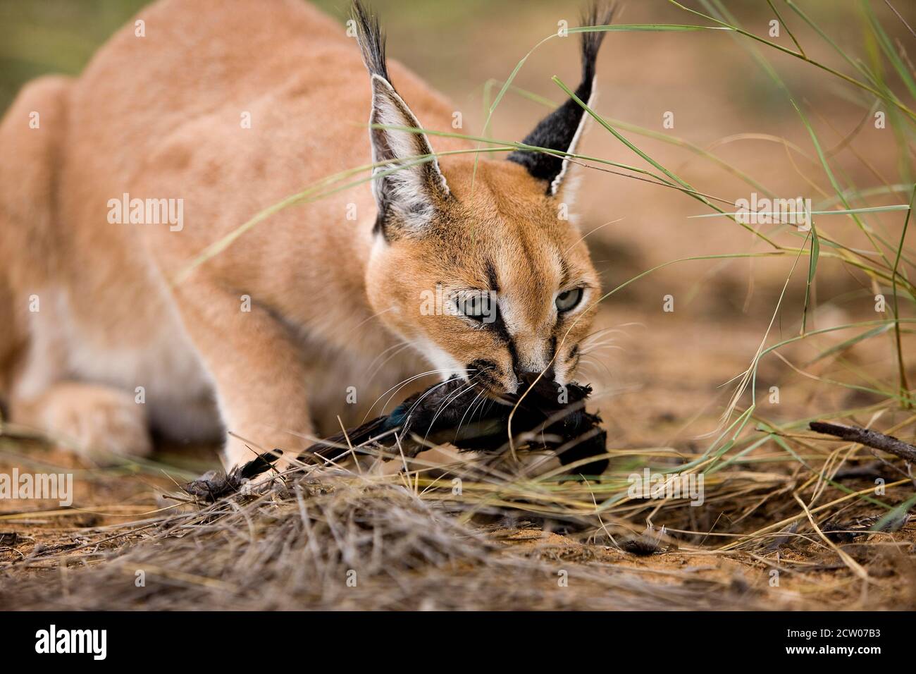 Caracal Hunting Bird High Resolution Stock Photography and Images - Alamy