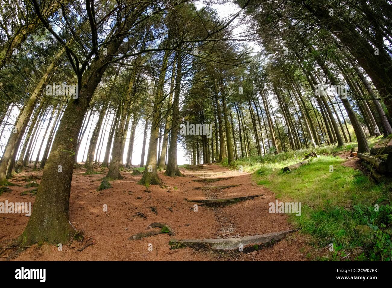 Nature Trail at Beacon Fell Countrty Park in Lancashire Stock Photo - Alamy
