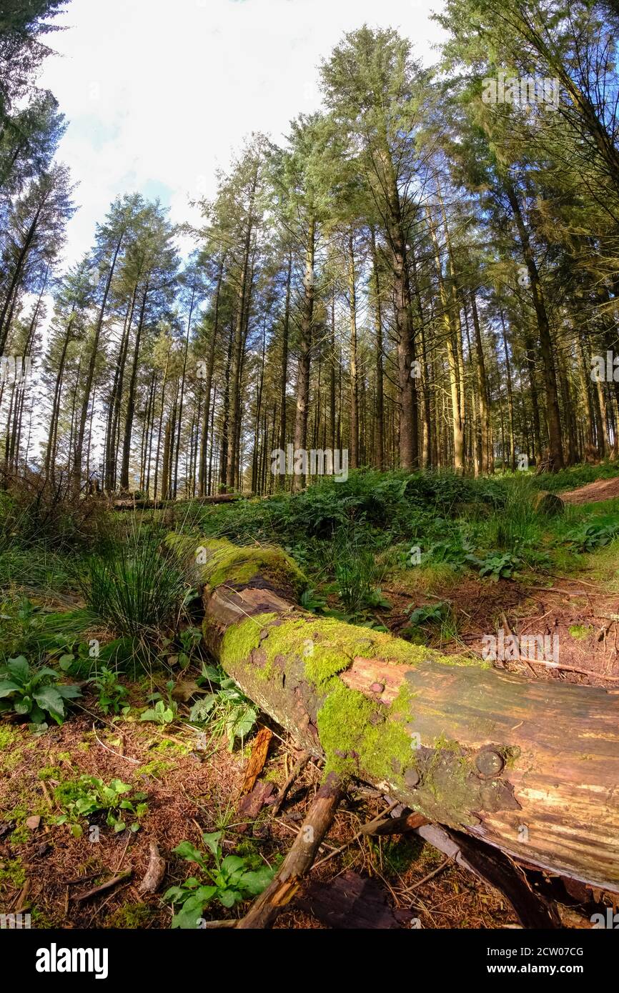 Beacon Fell, Lancashire Stock Photo - Alamy