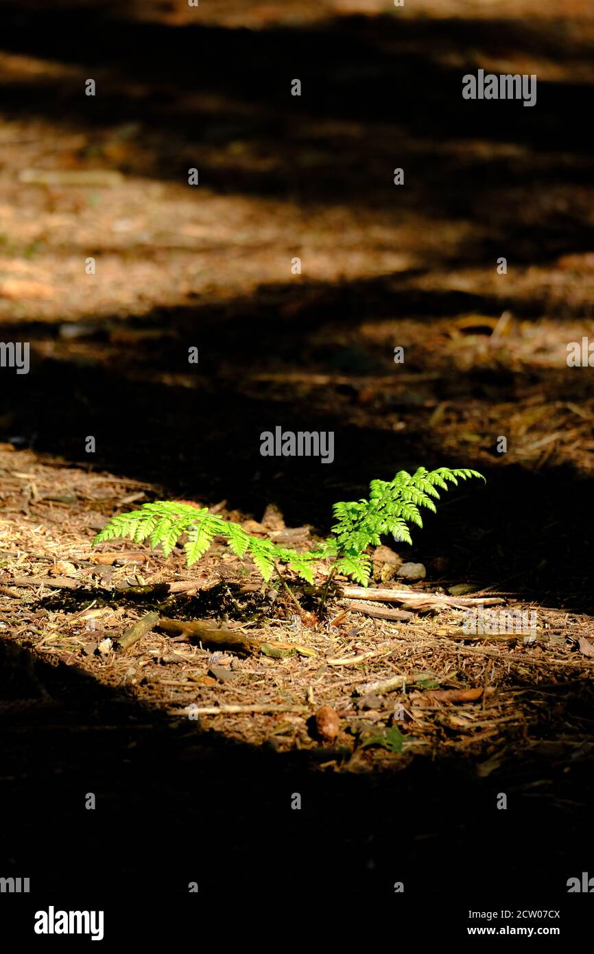 A fern sprouting up in the woodland at Beacon Fell in Lancashire, UK ...