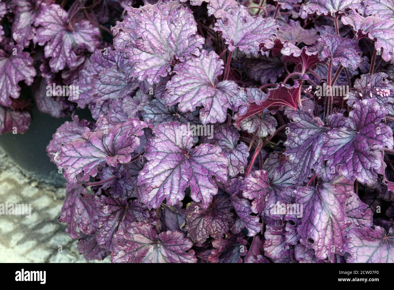 Leaves heucheras purple coral bells heuchera dark leaves hi-res stock ...