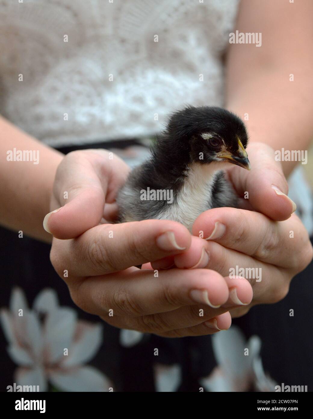 Beautiful and cute chick in hands Stock Photo - Alamy
