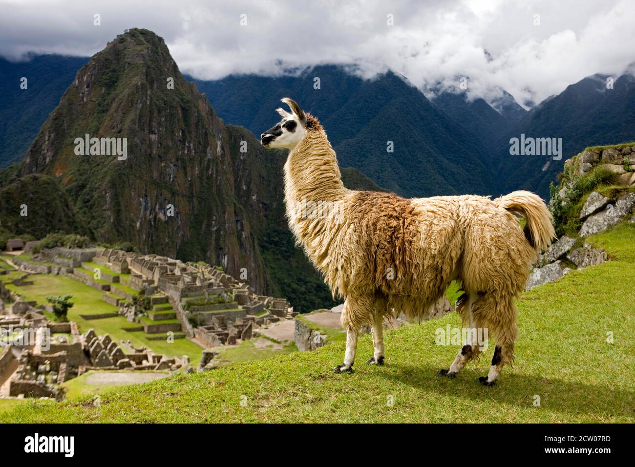 Lama, lama glama, Adult at Machu Picchu, the lost City of Incas in Peru ...