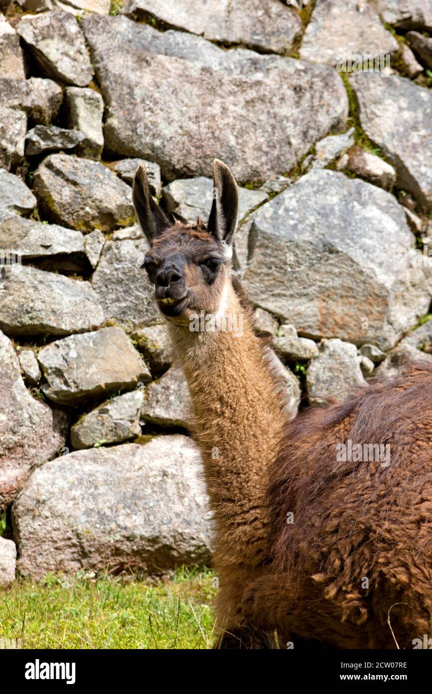Lama, lama glama, Adult at Machu Picchu, the lost City of Incas in Peru ...