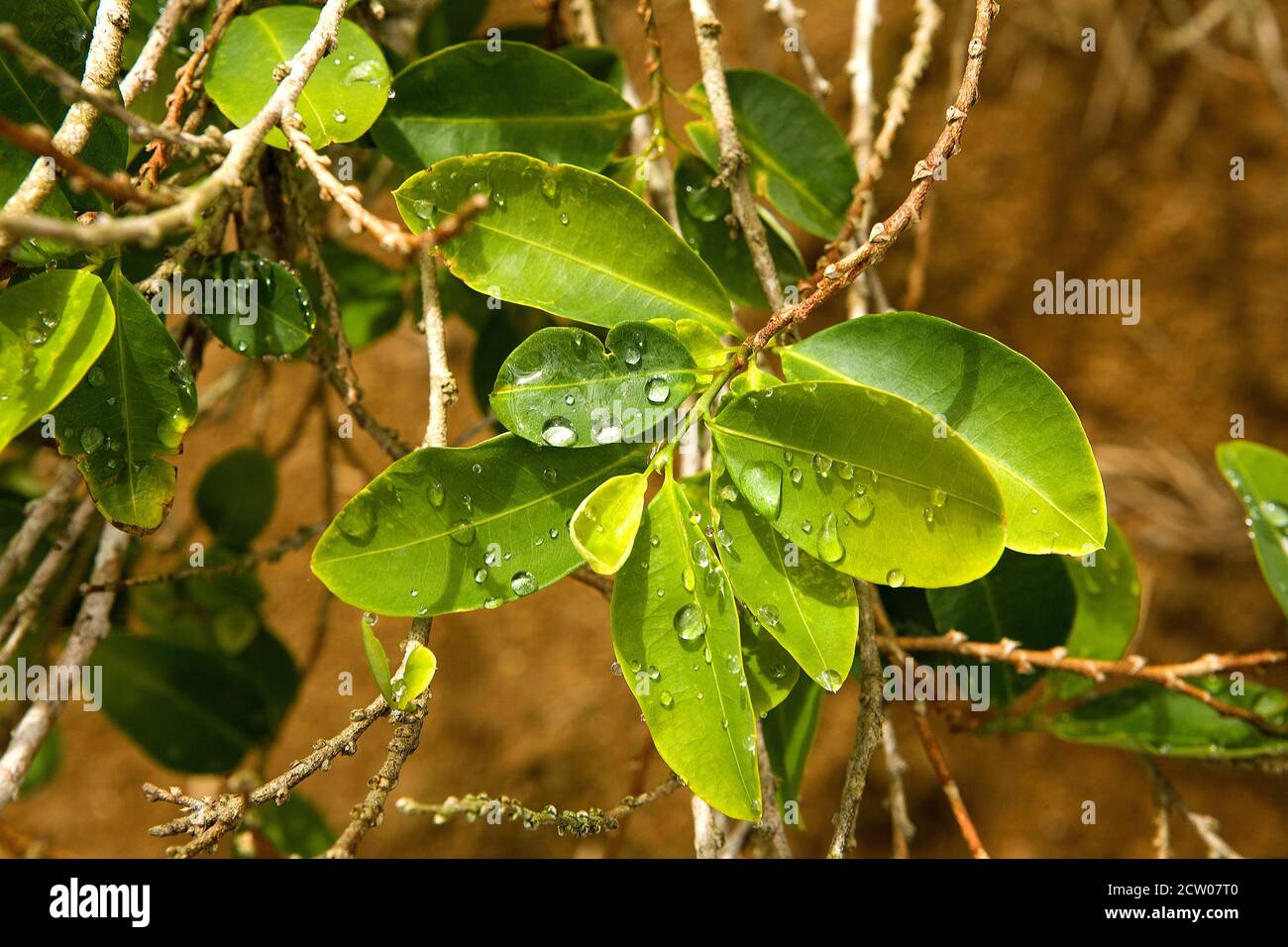 Coca Field, erythroxylum coca, Leafs producing Cocaine, Peru Stock ...