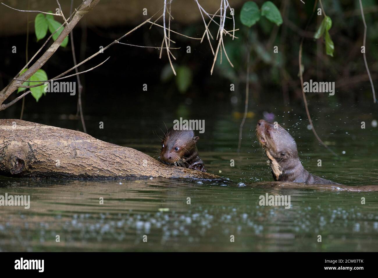 Giant Otter, pteronura brasiliensis, Mother with Pup in The Madre De ...