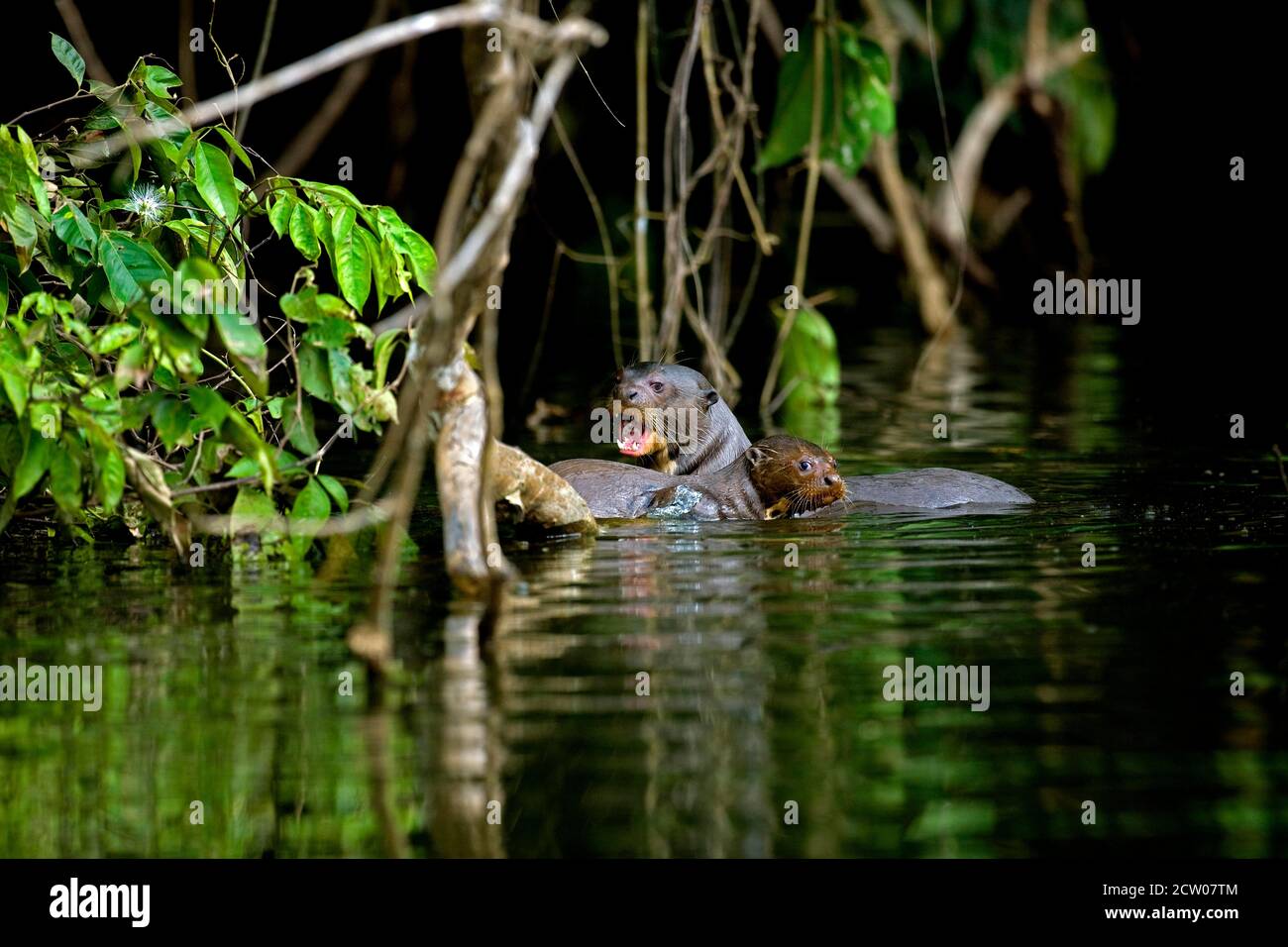 Giant Otter, pteronura brasiliensis, Mother with Pup in The Madre De ...