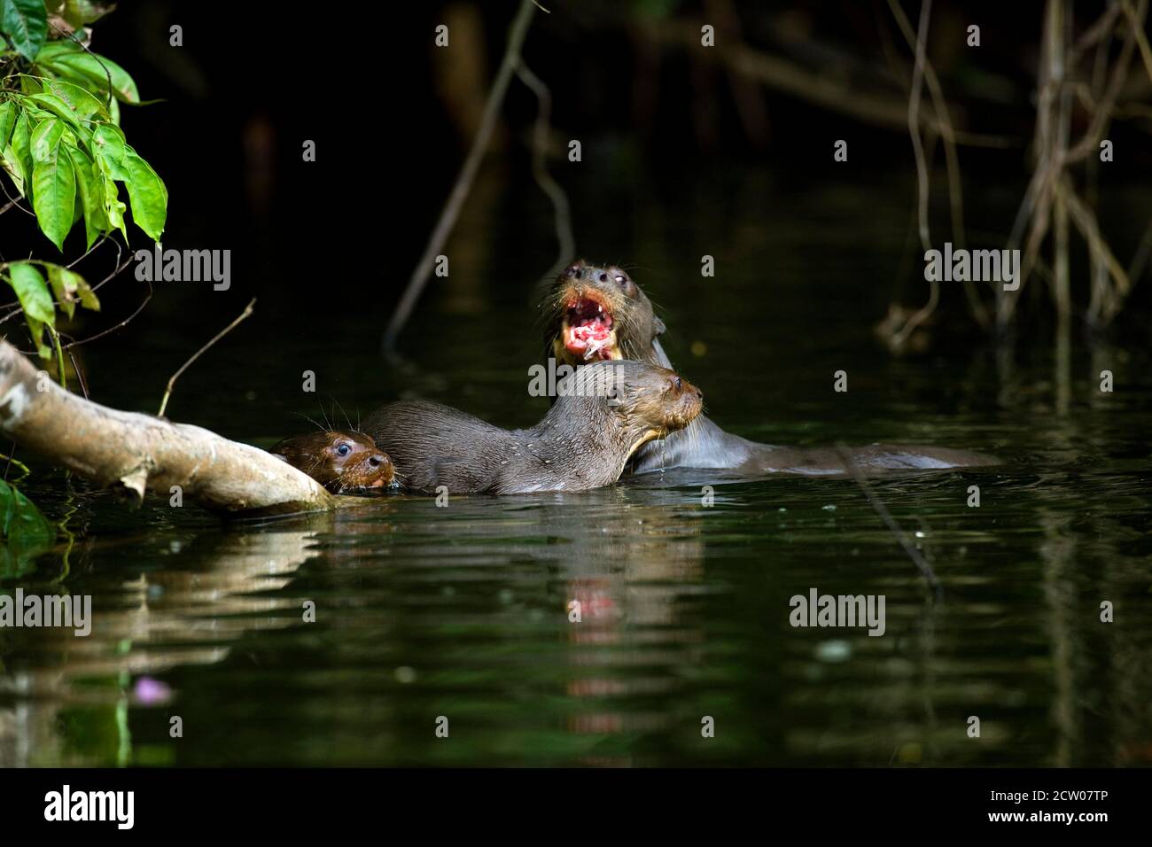Giant Otter, pteronura brasiliensis, Mother with Pup in The Madre De ...