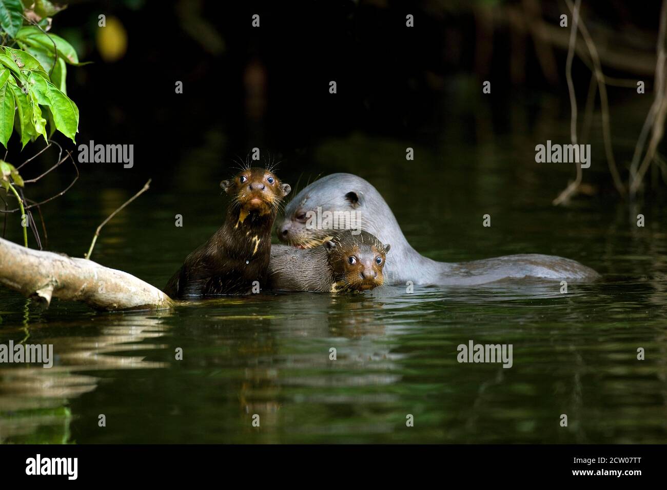 Giant Otter, pteronura brasiliensis, Mother with Pup in The Madre De ...