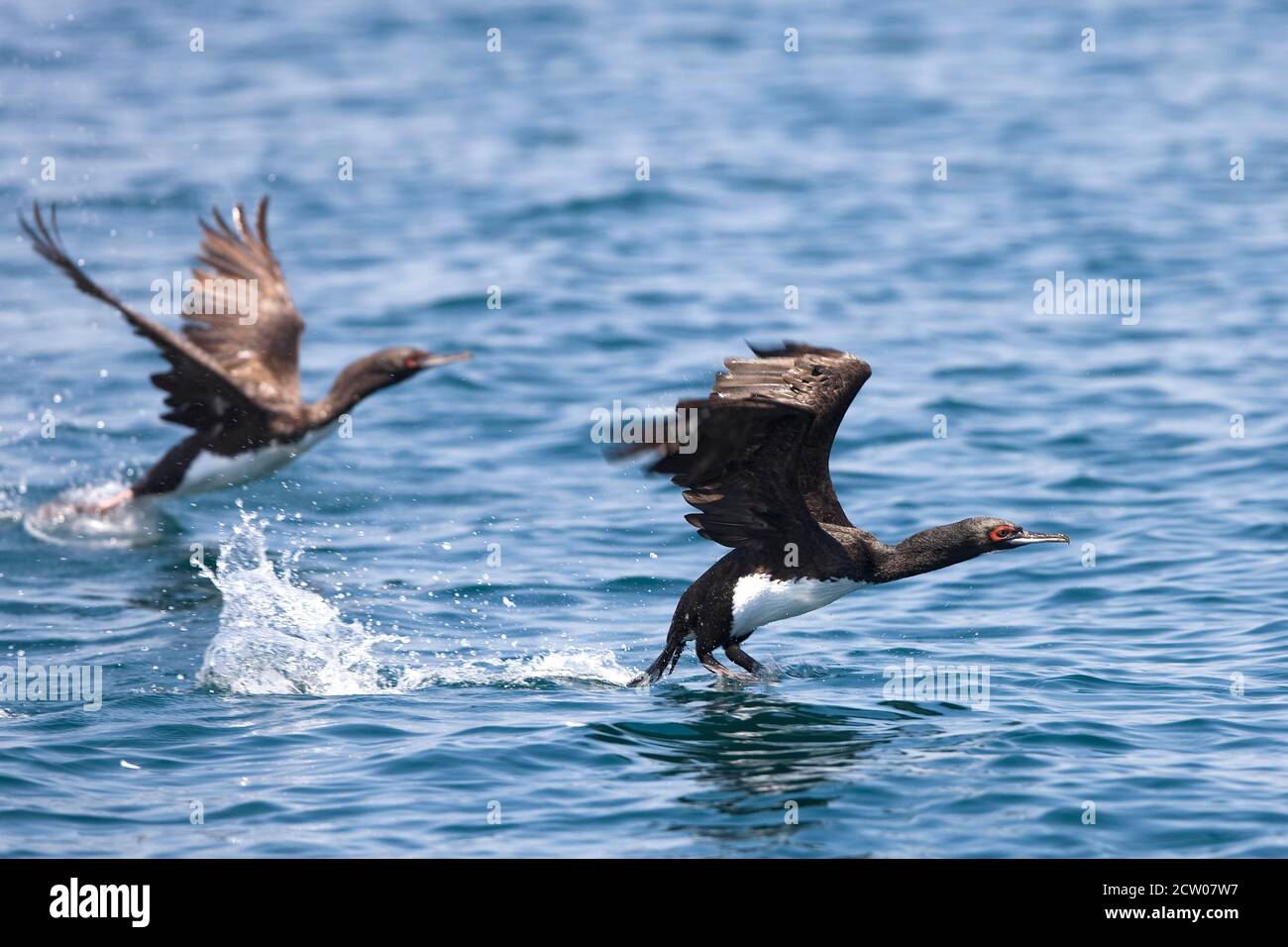 Guanay Cormorant, phalacrocorax bougainvillii, Adults in Flight, Taking ...