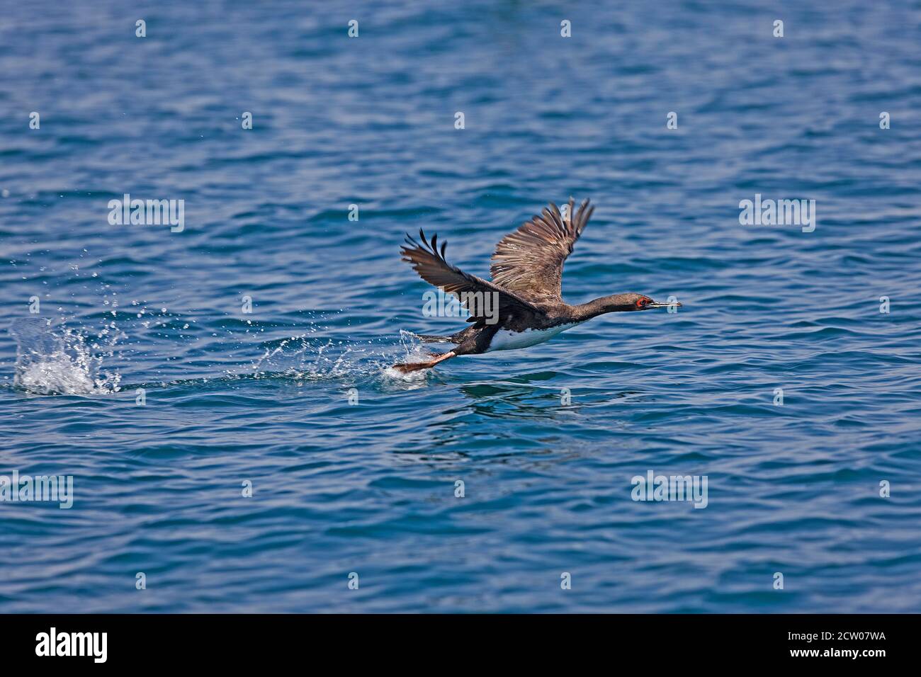 Guanay Cormorant, phalacrocorax bougainvillii, Adult in Flight, Taking ...