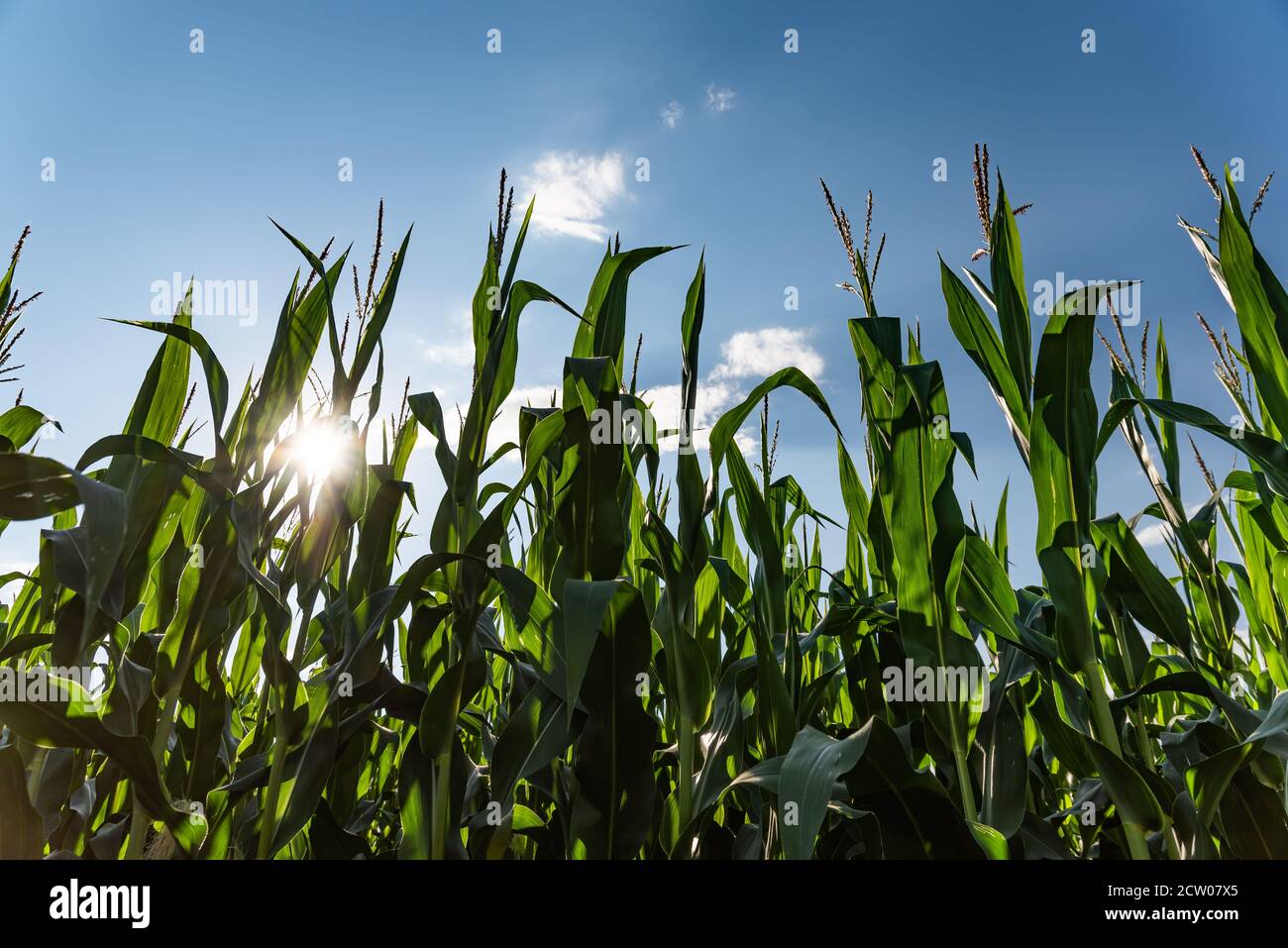 Corn maize field against blue sky in summer Stock Photo - Alamy