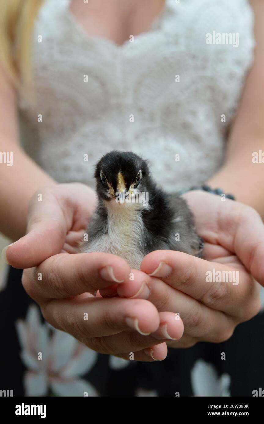 Cute chick hi-res stock photography and images - Alamy