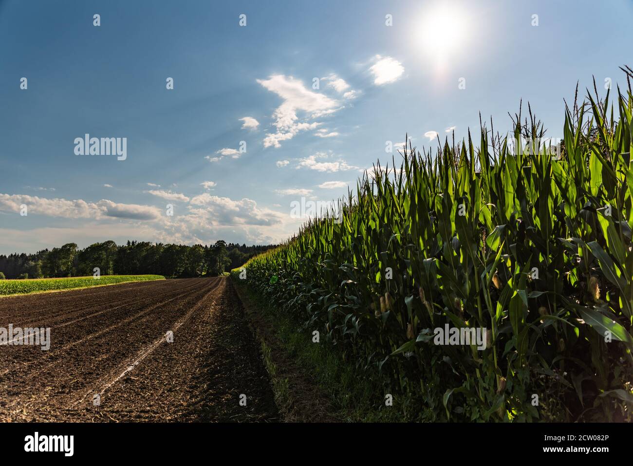 Corn maize field against blue sky in summer Stock Photo - Alamy