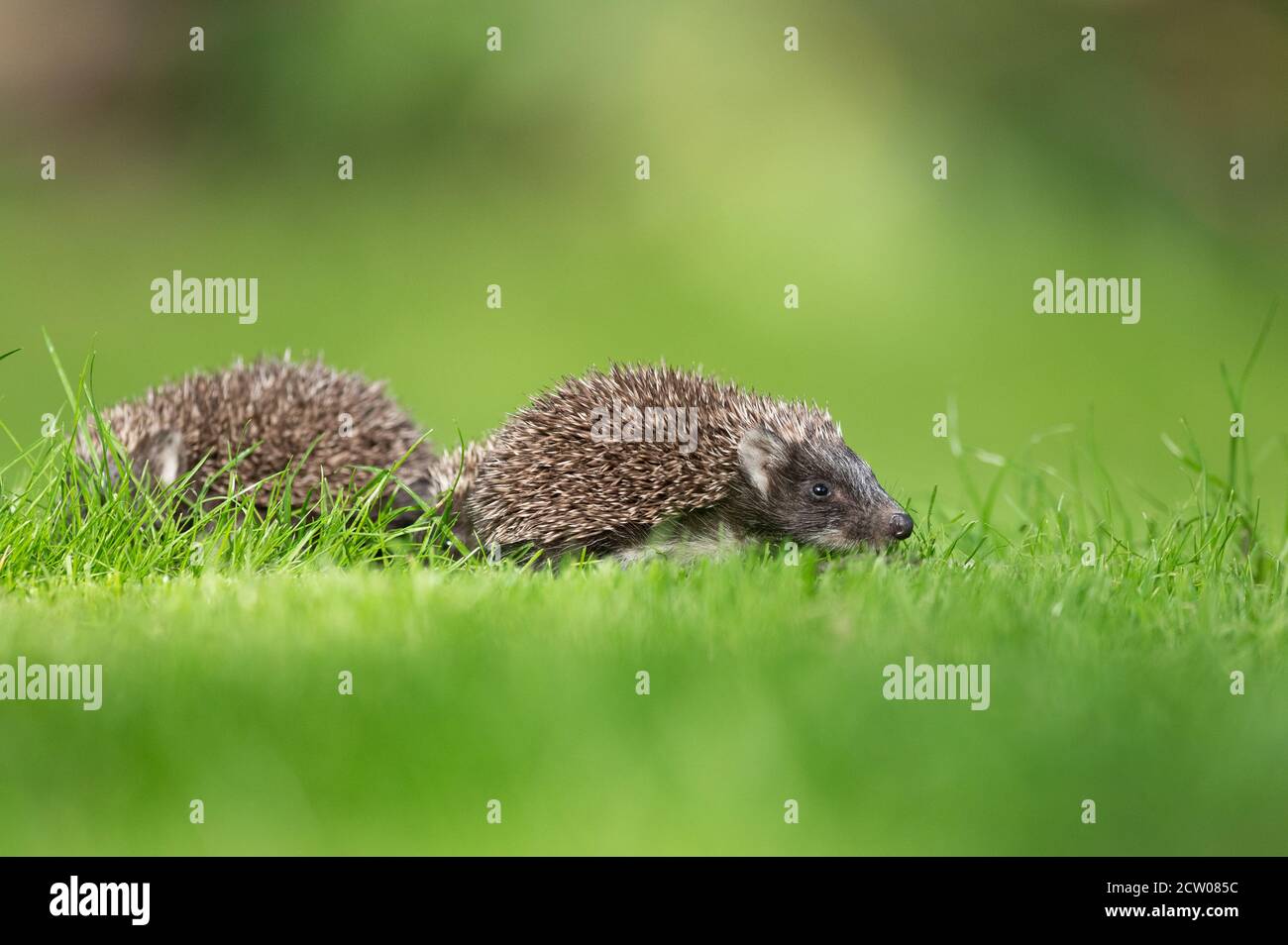 Hibernating hedgehog hi-res stock photography and images - Alamy