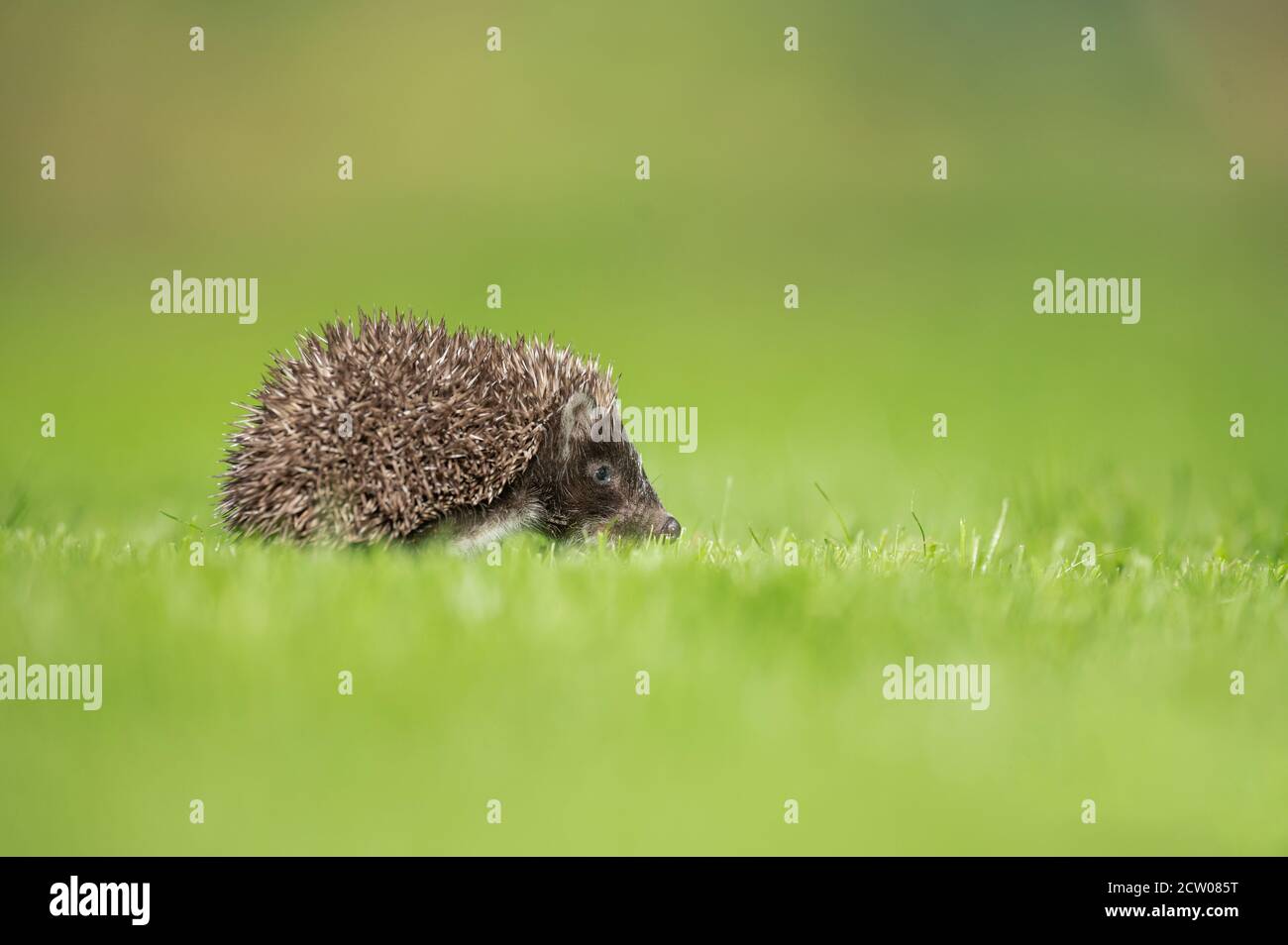 Hibernating hedgehog hi-res stock photography and images - Alamy