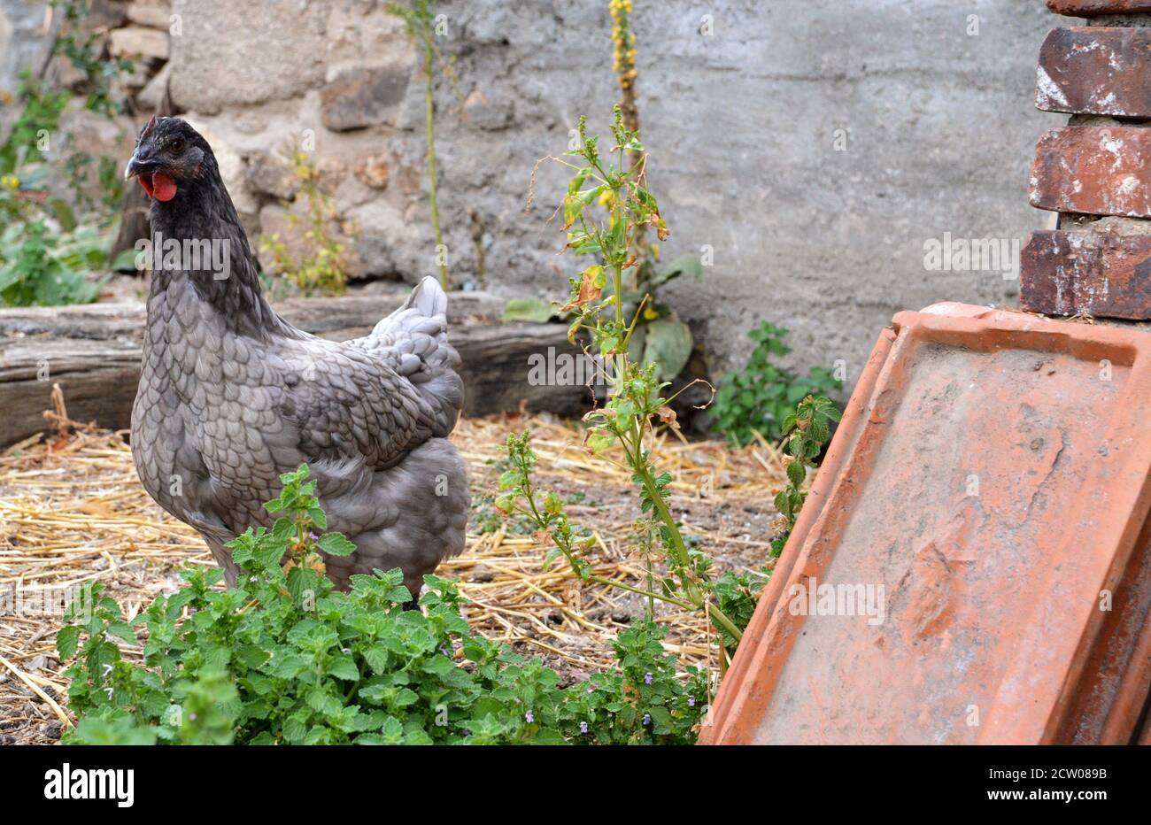 Grey chicken hi-res stock photography and images - Alamy
