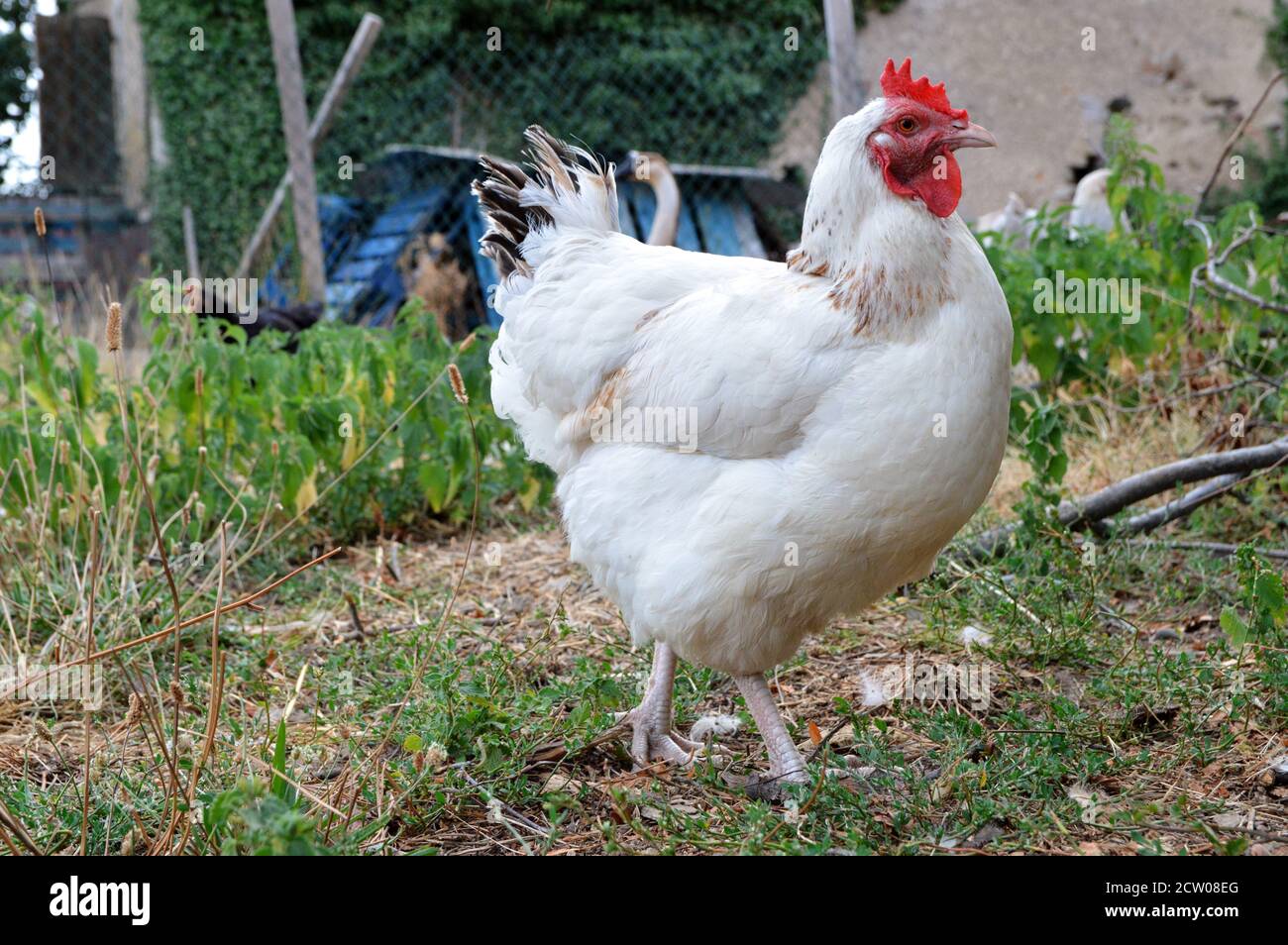 Beautiful White Hens