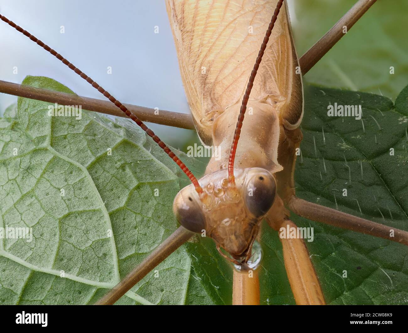Close-up of a brown praying mantis with water drop on the head Stock ...