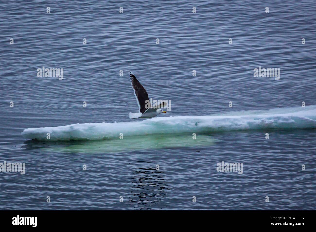 Barentssee hi-res stock photography and images - Alamy