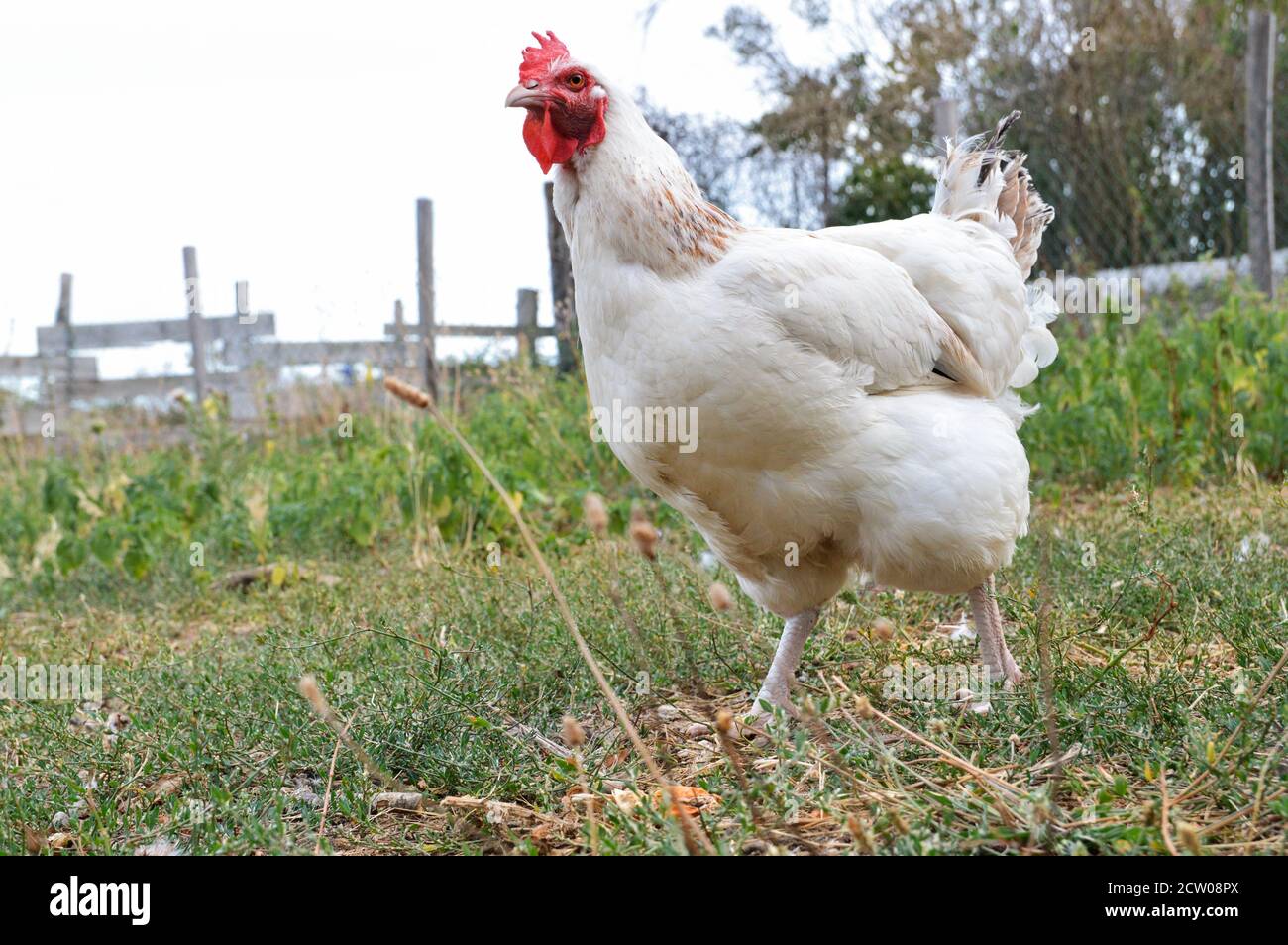 Beautiful white hen, in a hen house or chicken coop Stock Photo - Alamy