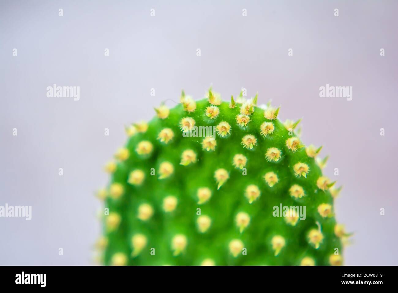 Cactaceae spines detail hi-res stock photography and images - Alamy
