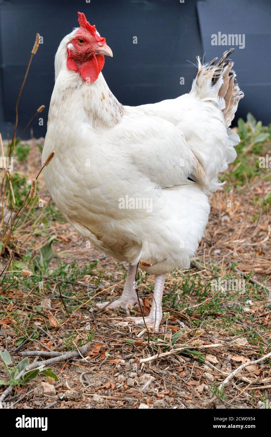 Beautiful White Hen High Resolution Stock Photography and Images - Alamy