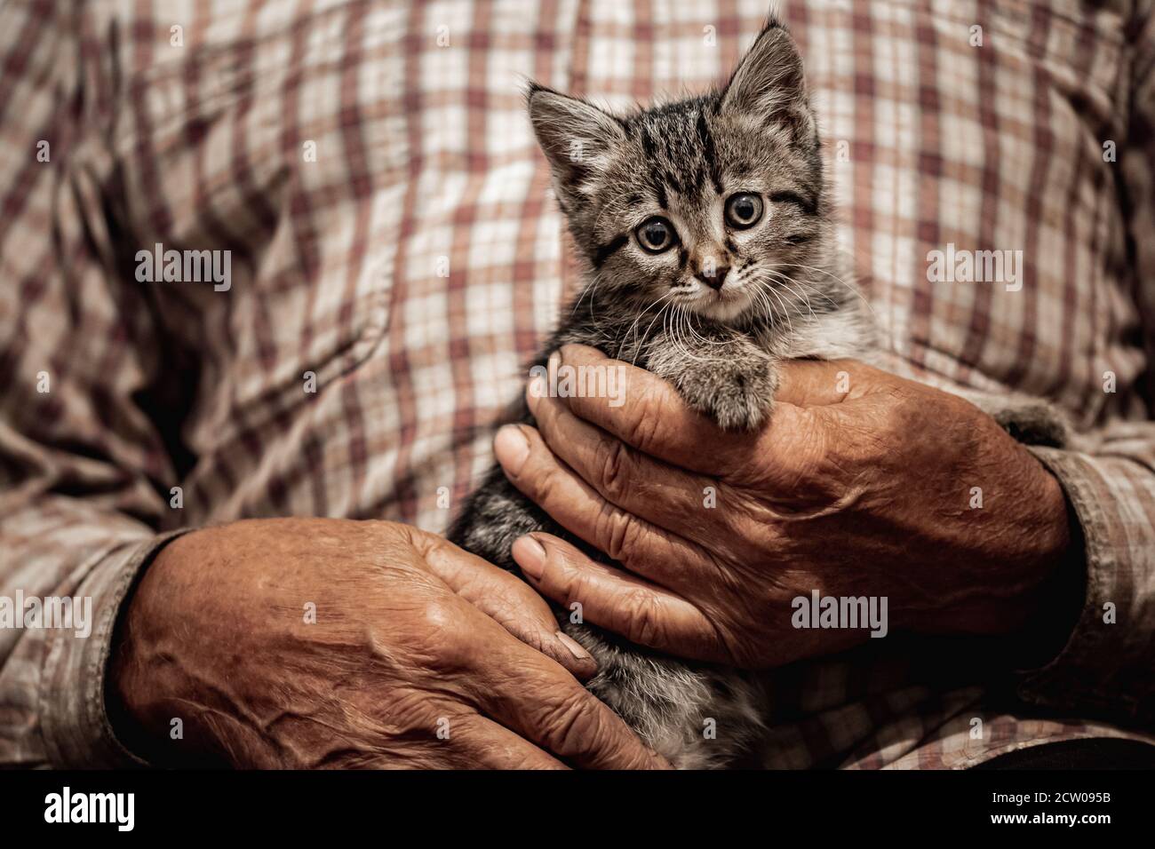 Concept friendship and help of animals cat and people. Senior elderly ...