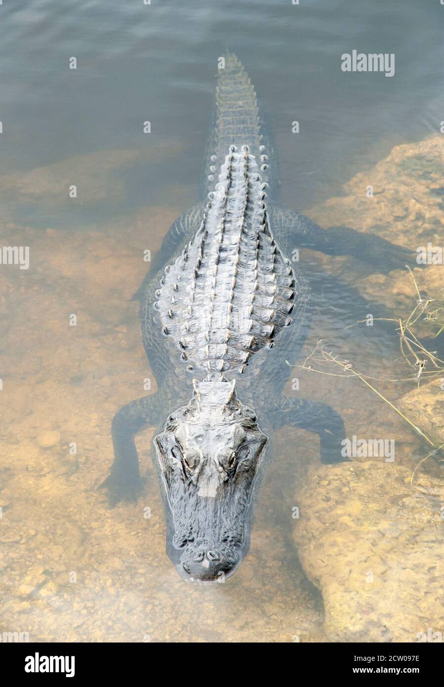 The view from above of a wild alligator in Everglades national park ...