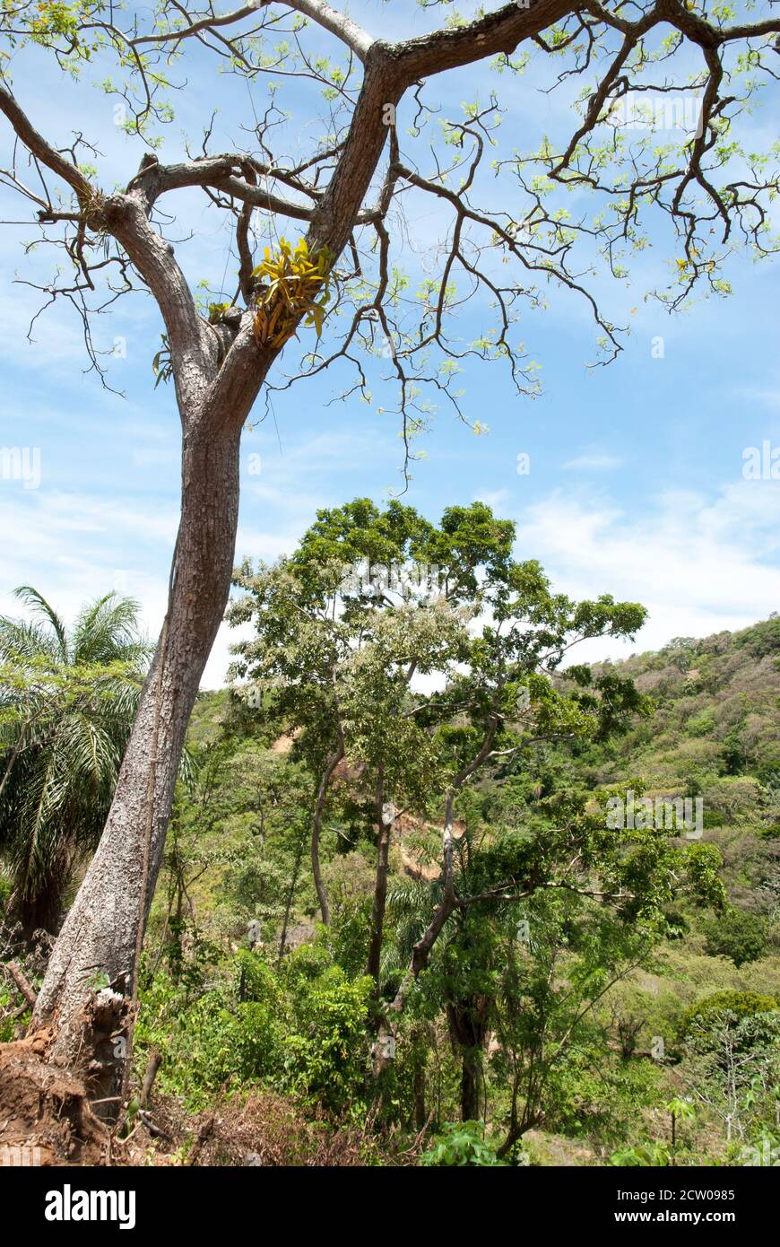 The view of a tree and Roatan Island rural landscape in a background ...