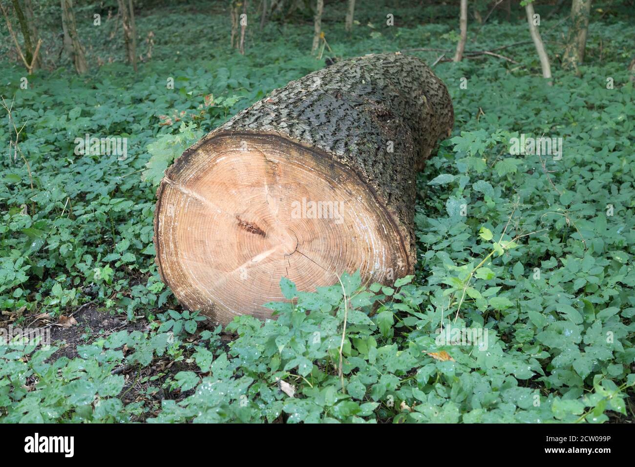 Cutten green hi-res stock photography and images - Alamy