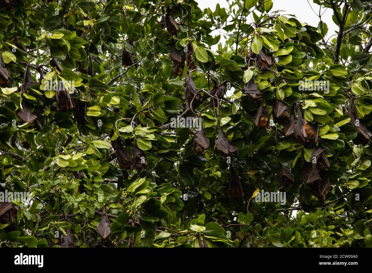 A large number of bats resting in a tree in Queensland, Australia Stock ...