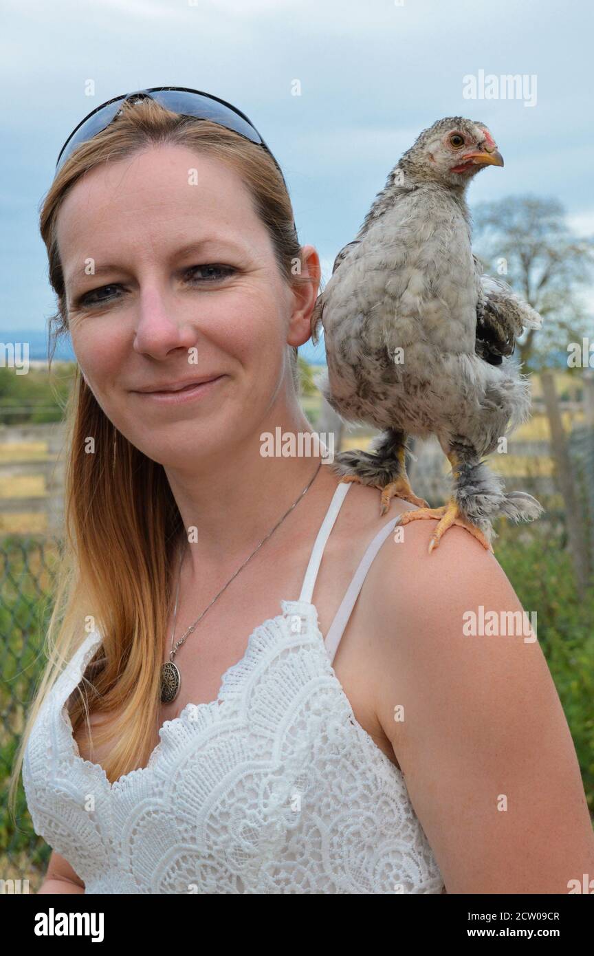 Country rooster hi-res stock photography and images - Alamy