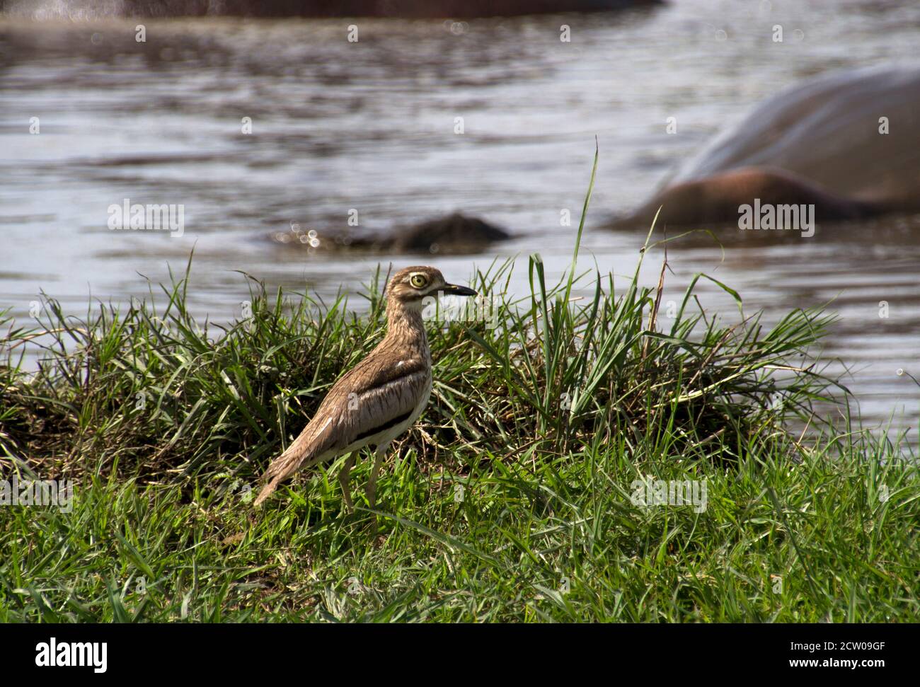 Cryptic plumage hi-res stock photography and images - Alamy