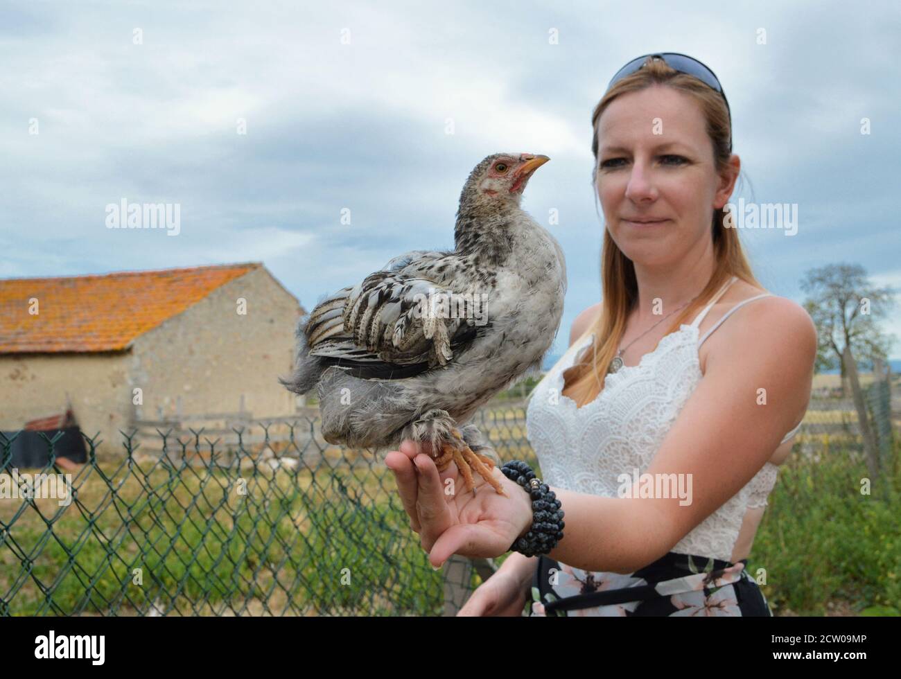 Young rooster hi-res stock photography and images - Alamy