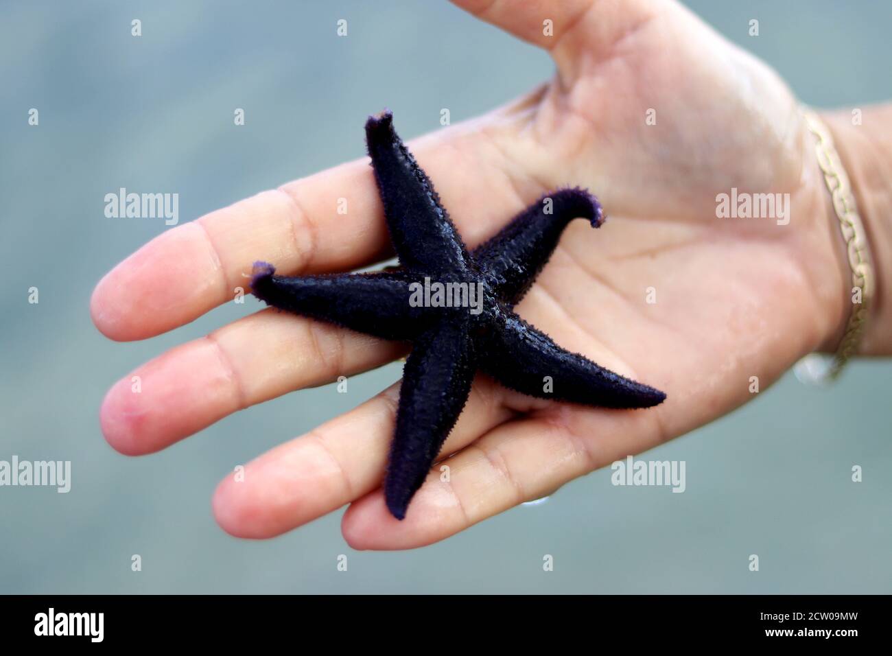 Human hand holding black starfish - close up Stock Photo - Alamy