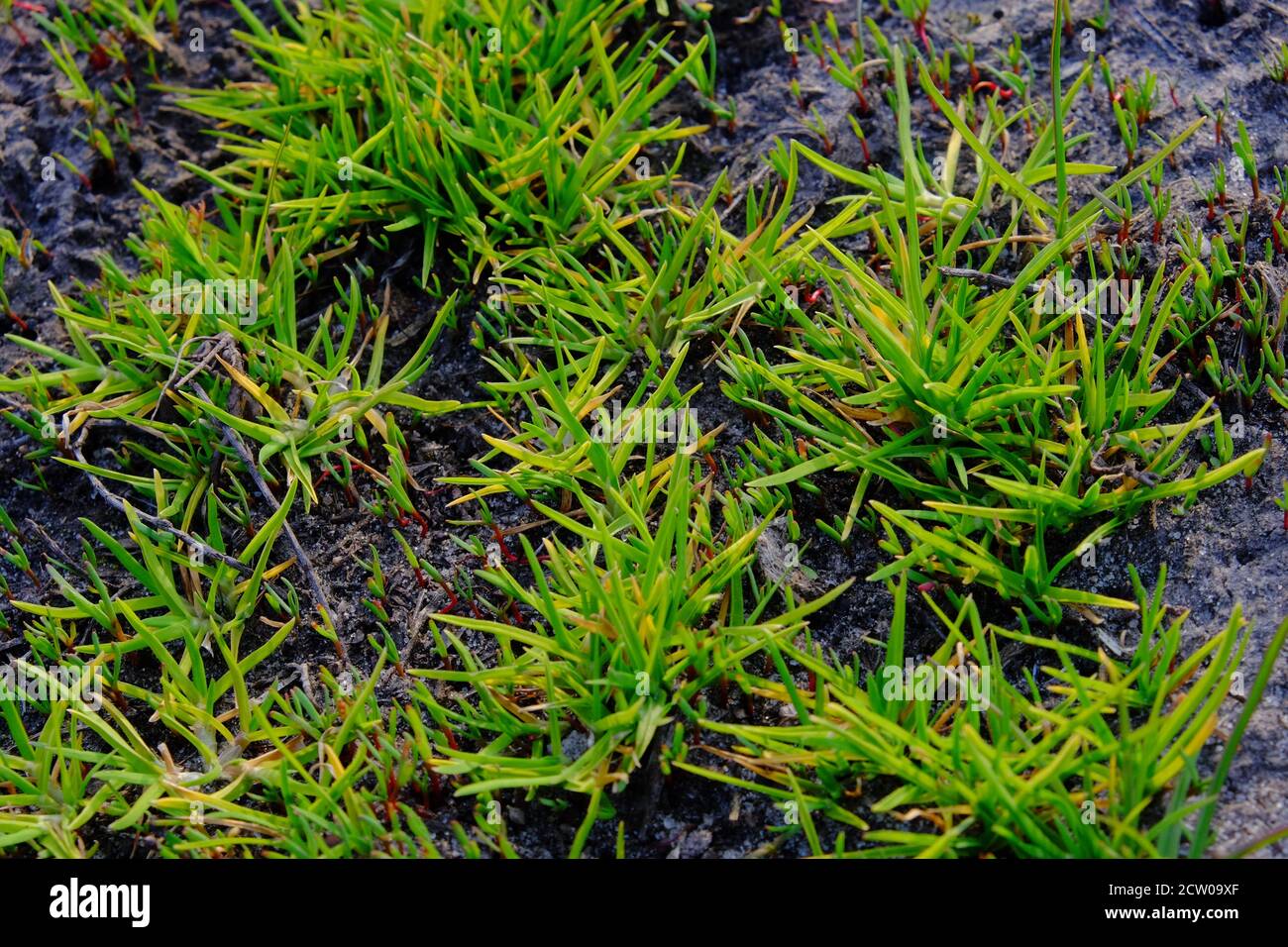 Grass stems sprout from the ash. Fresh spring grass Stock Photo - Alamy