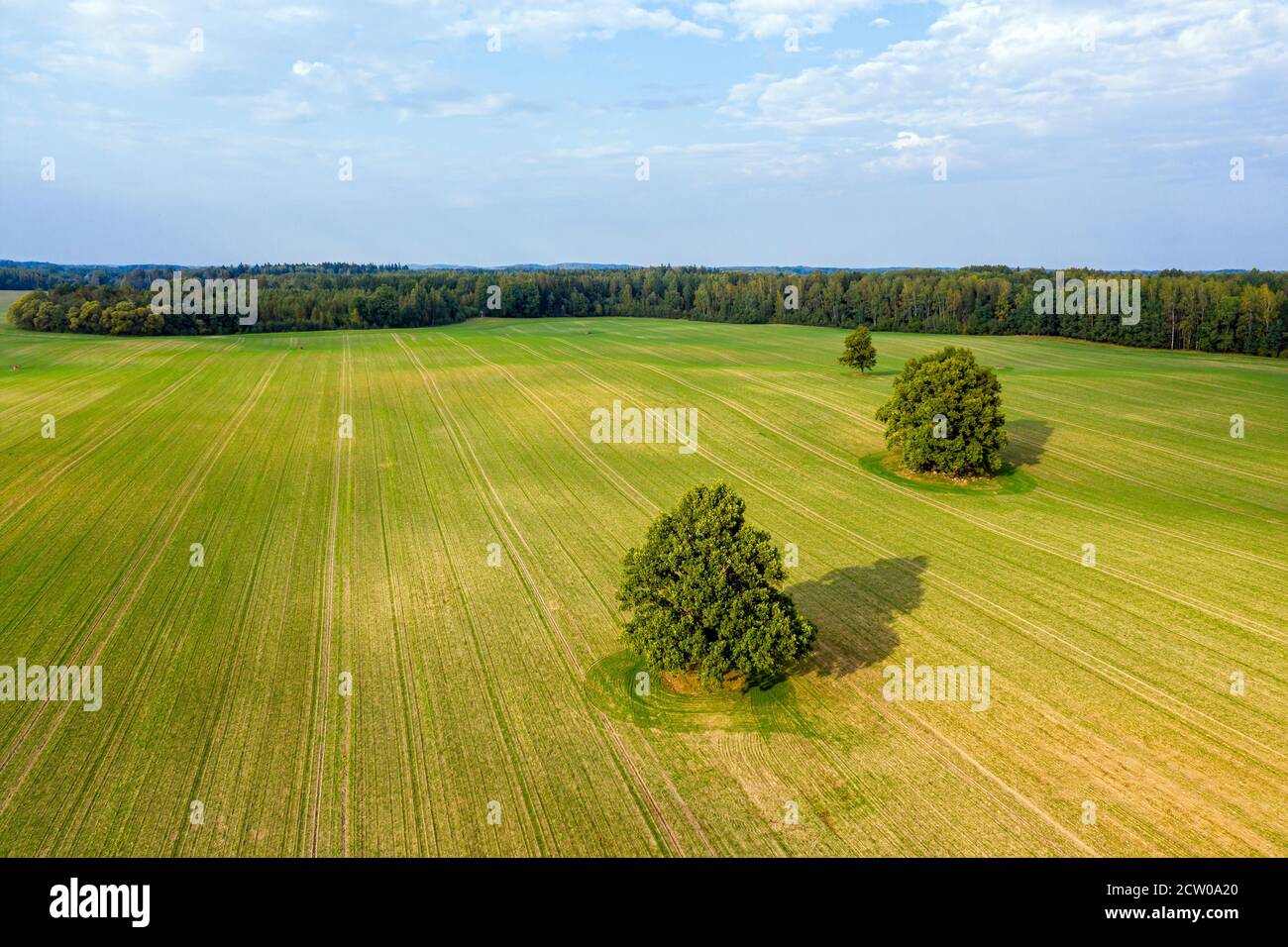 aerial view on several large trees in the middle of a striped ...