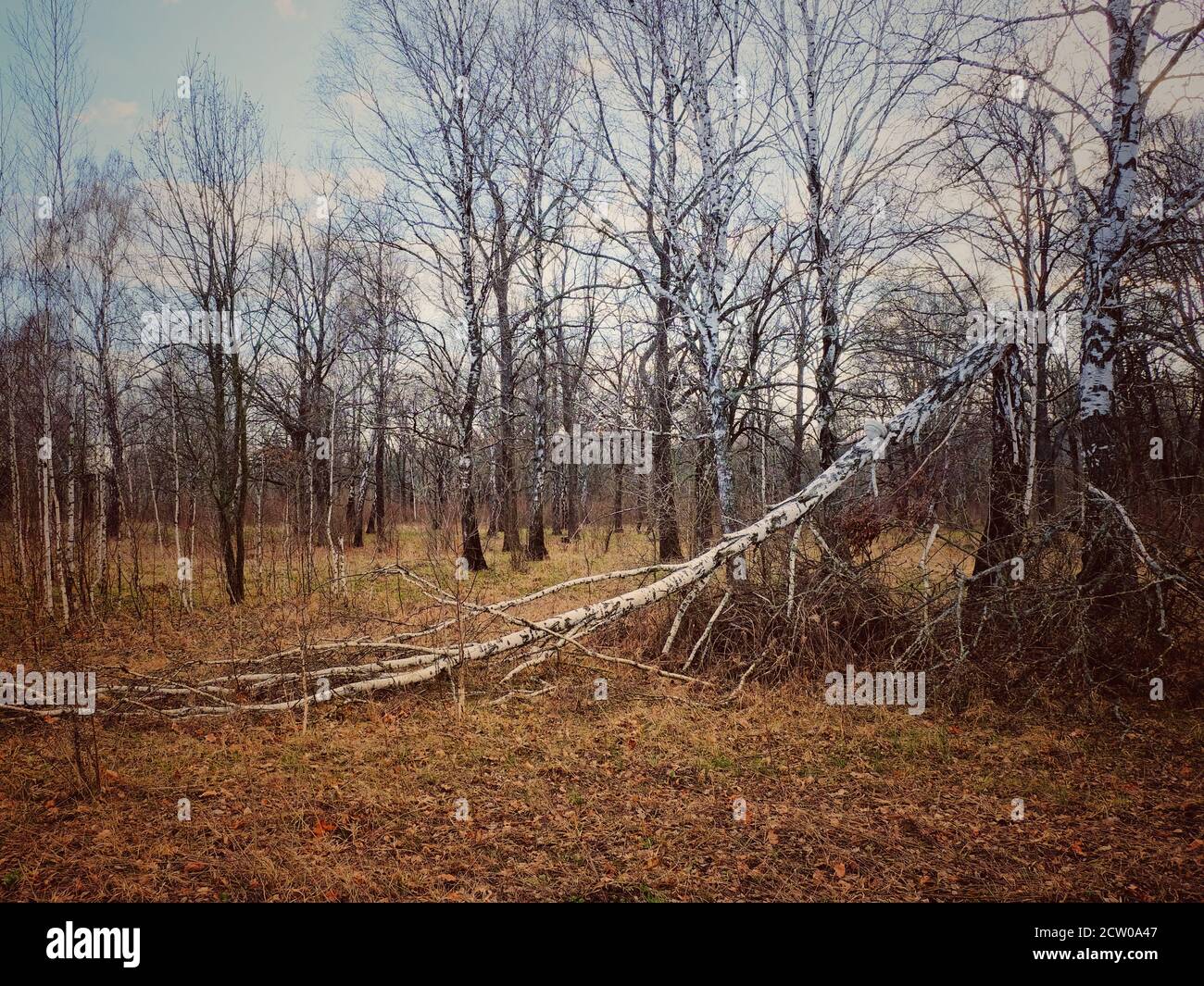 Broken tree in a hi-res stock photography and images - Alamy