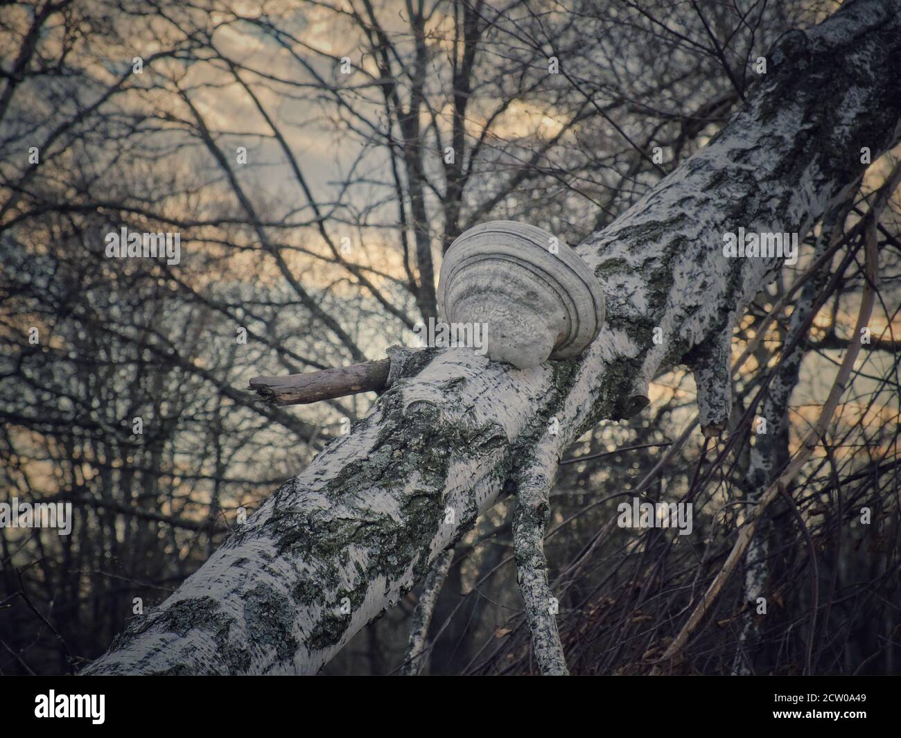 Broken birch hi-res stock photography and images - Alamy