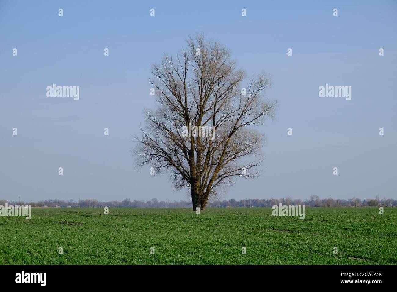 Single tree in field no background hi-res stock photography and images ...