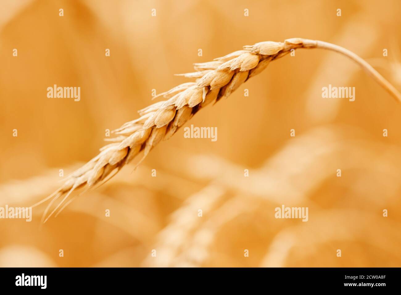 Close-up macro photo of golden barley in farming field Stock Photo - Alamy