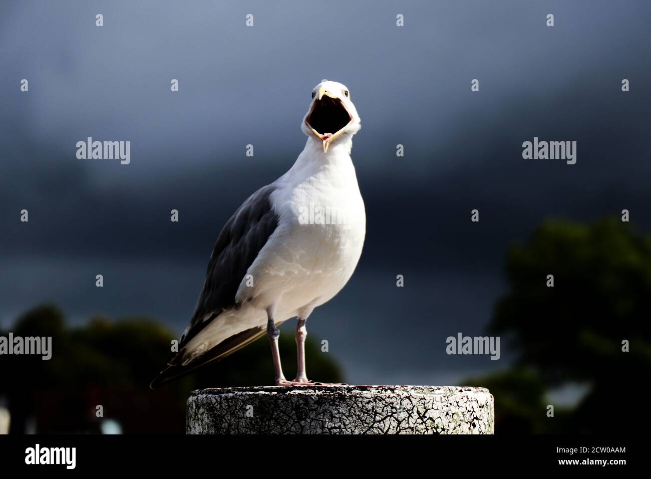 Portrait of Seagull with open beak - blurred background Stock Photo - Alamy