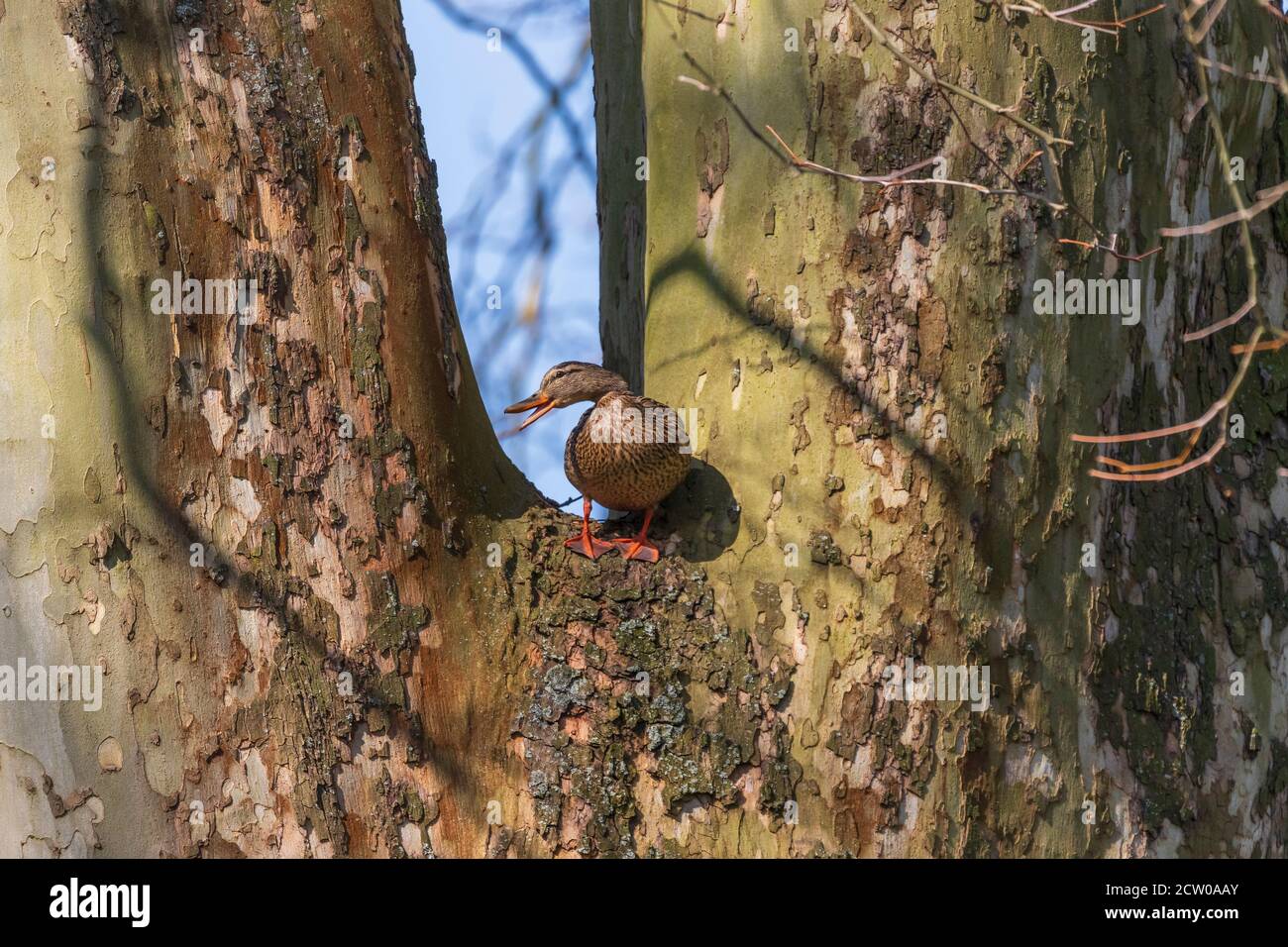 Duck sitting on a tall tree Stock Photo - Alamy