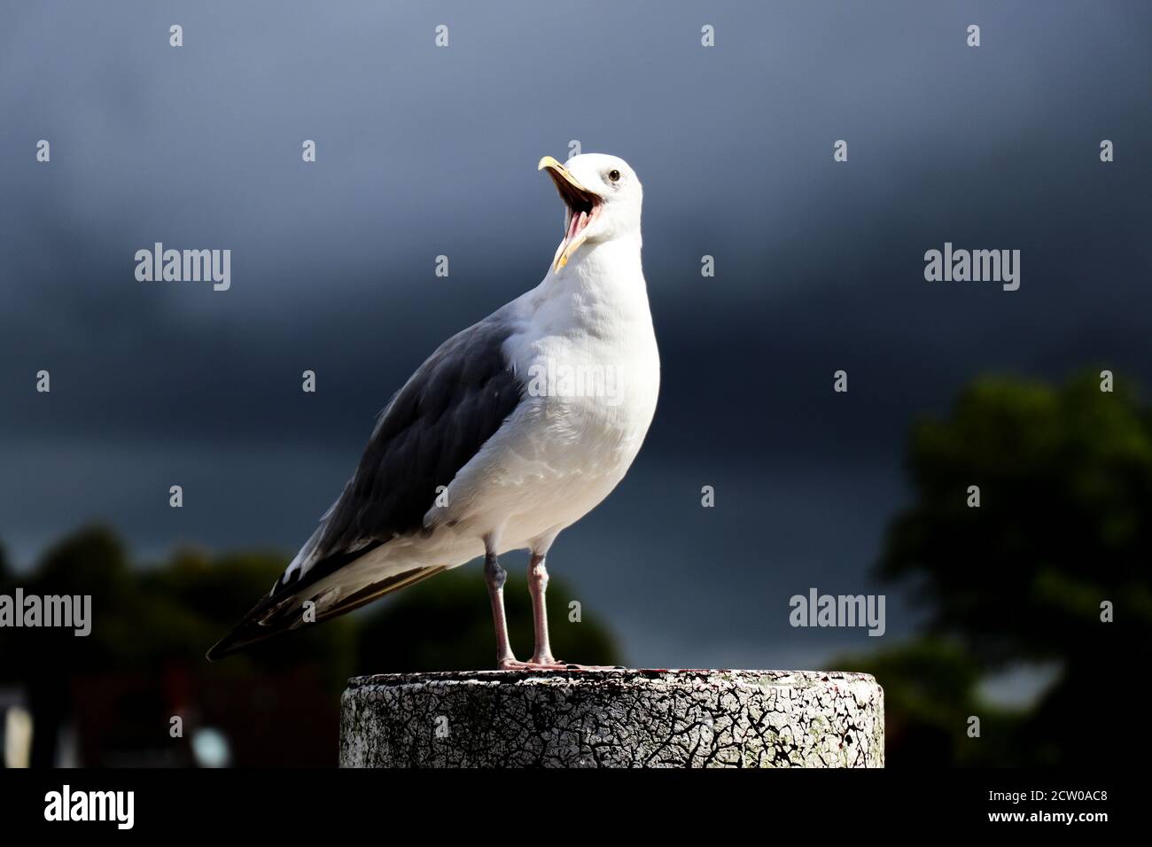 Portrait of Seagull with open beak - blurred background Stock Photo - Alamy