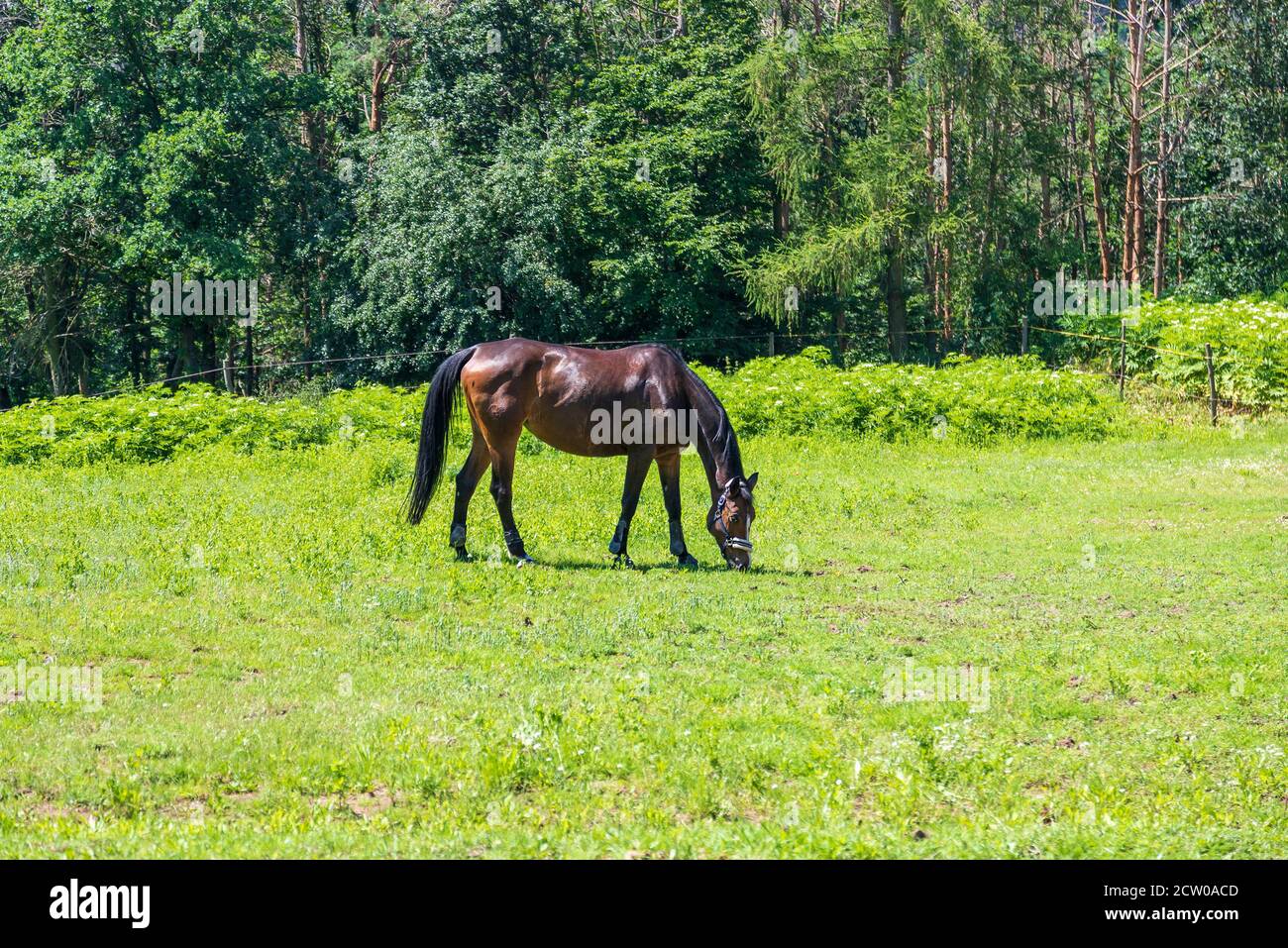 The horse in the corral on the green grass grazes. In the background ...