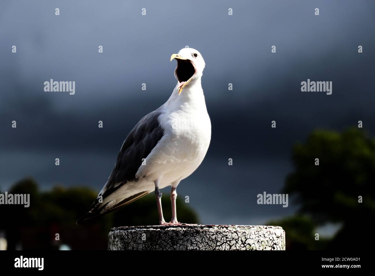 Portrait of Seagull with open beak - blurred background Stock Photo - Alamy