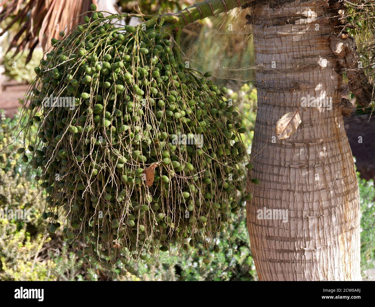 The seeds of the Chinese fan palm Stock Photo - Alamy